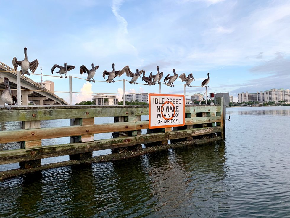 Snook Stamp Charters | Fort Myers Beach, Bonita Springs, Napes, Sanibel ...